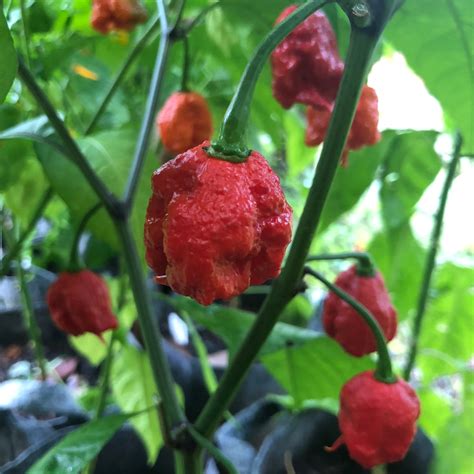 Dragons Breath Seeds Bohica Pepper Hut