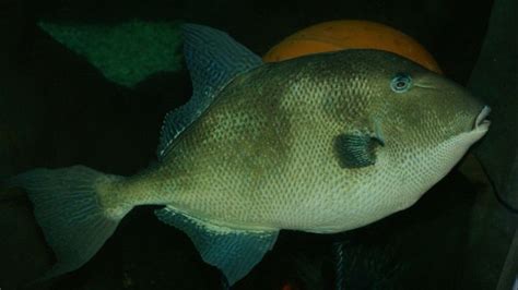 Recreational Gray Triggerfish Season To Close Jan 16