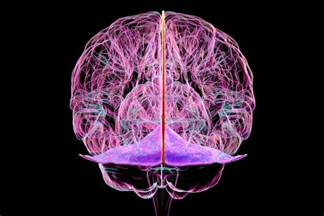 Human Brain With Highlighted Falx Cerebri And Tentorium Cerebelli 3d