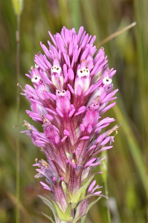 Purple Owls Clover Wildflowers Of Bouverie Preserve Of Acr · Inaturalist