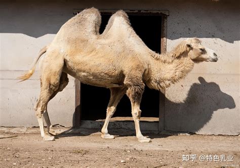 骆驼奶也造假不管什么牌子看见这4个字千万别买 知乎