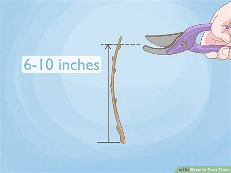 How To Root Trees With Pictures WikiHow