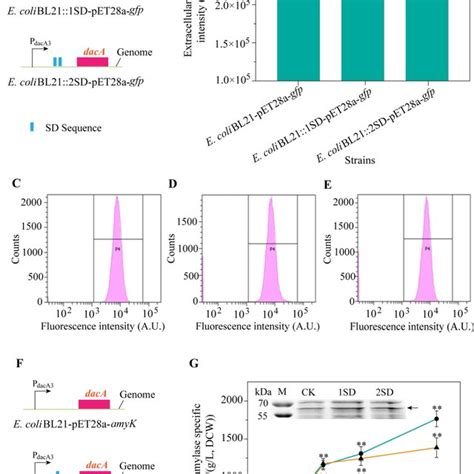Effect Of Promoter Engineering For Daca On The Genome On The Production Download Scientific