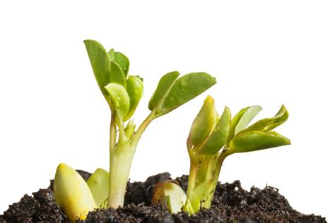 How To Sprout Peanuts Leaftv
