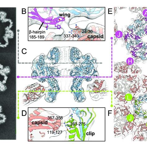 Portal Capsid Interactions A Sections Through The Capsid Download Scientific Diagram