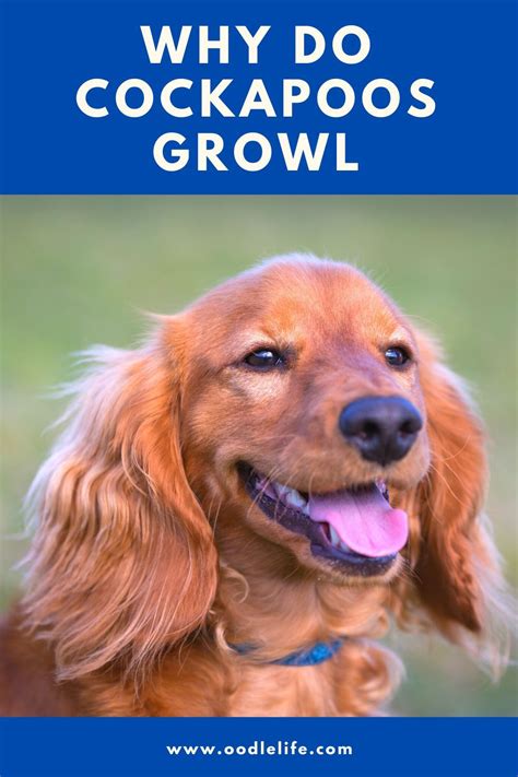 Why Do Cockapoos Growl