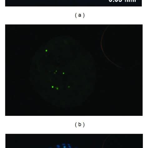 Bovine Oocyte After Tunel Staining A Dapi Staining Of Chromatin In Download Scientific
