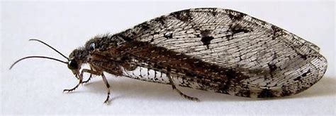 Giant Lacewing Polystoechotes Punctata Bugguide Net