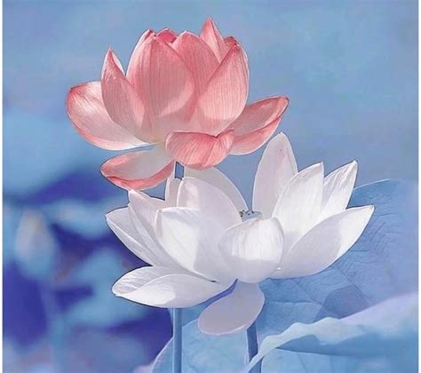 带花头像图片大全微信 带花头像图片唯美 配图网