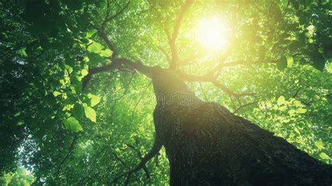 A Tall Tree Viewed From The Base Looking Up Toward The Bright Green