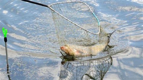 Arti Mimpi Menangkap Ikan Menggunakan Jaring Jaring