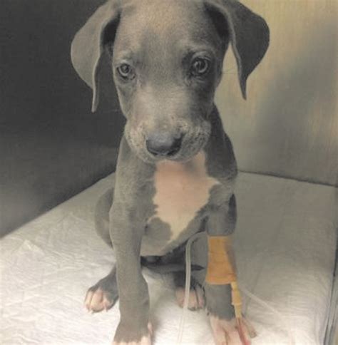 Parvovirus La Enfermedad Que Castiga Más A Los Cachorros Diario Río