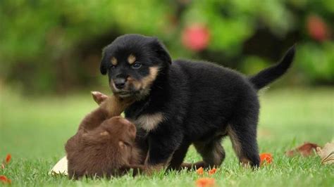Perros Jugando Vídeos Y Metraje De Stock Para Descargar Gratis
