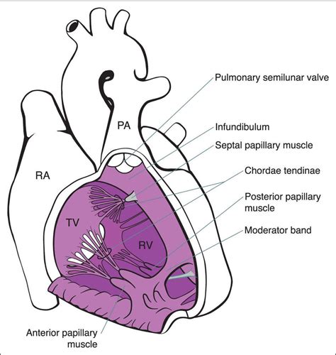 Infundibulum Of Right Ventricle