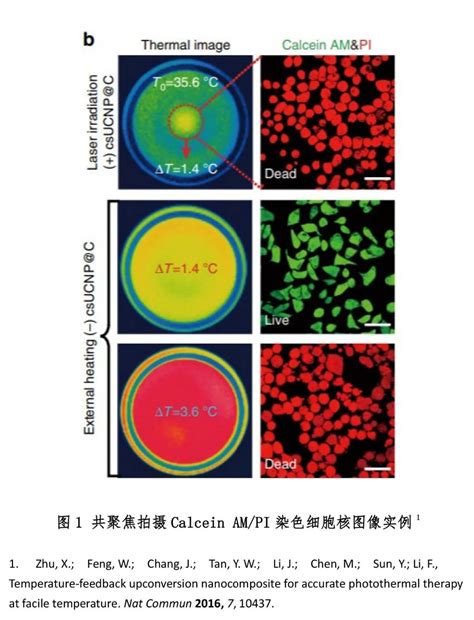 活死细胞染色，实验全解！