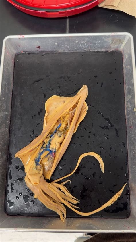 Squid Diagram Quizlet