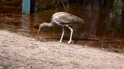 Américain Juvénile Ibis Blanc Image Stock Image Du Superficiel