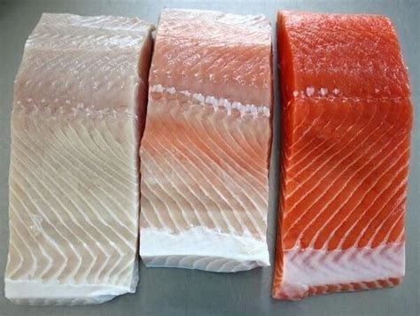 Is Farm Raised Salmon Really Grey The Truth About Salmon Color