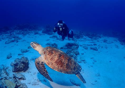 Scuba Diving In Okinawa A First Timer Guide World Adventure Divers