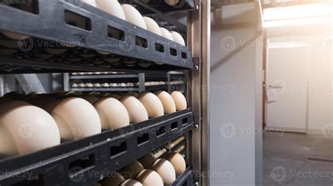 Technology Of Hatchery Incubation Machine For Eggs Chicken Chicken
