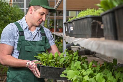 제복에 있는 젊은이 온실에서 작동합니다 토마토와 녹색의 상자와 함께 행복 한 노동자 건강한 생활방식에 대한 스톡 사진 및 기타 이미지 건강한 생활방식 과일 남자