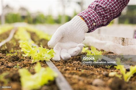 농업은 생산 성장을 제어하는 관심 제기 야채 플롯에서 토양 품질과 녹색 오크 야채를 검사합니다 노동자 농장 재배 수경 검사 보기에 대한 스톡 사진 및 기타 이미지 Istock