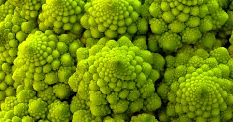 Fibonacci Numbers Quiz