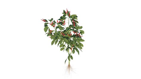 Pepper Red Pepper Model Turbosquid 2147054 Pepper Red Pepper Model Turbosquid 2147054