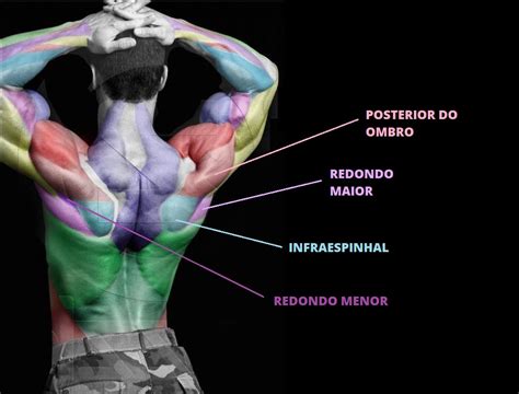 Músculos Da Costas Anatomia Braincp