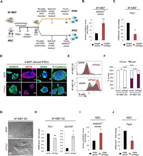 Peg3 Silencing Enhances Mef And Nsc Reprogramming Efficiency A