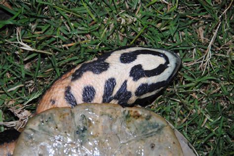 Phrynopsat Phrynops Williamsi