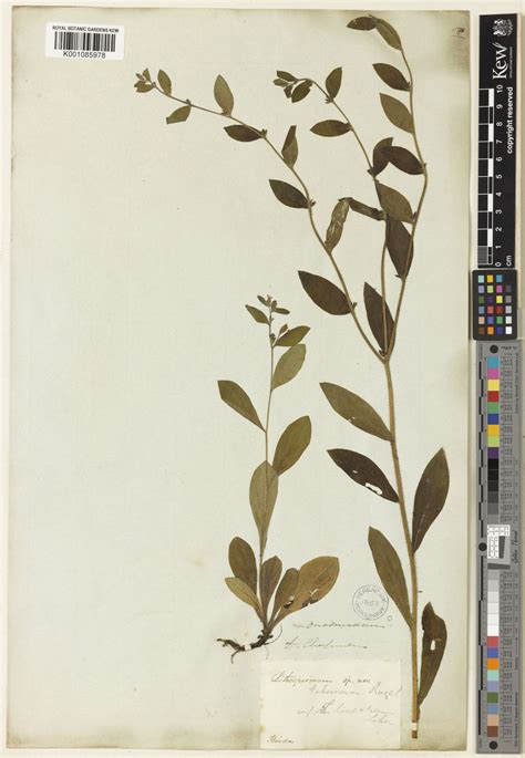 Lithospermum Tuberosum Rugel Ex Dc Plants Of The World Online Kew