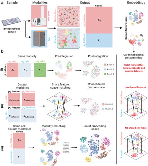 Single Cell Spatial Metabolomics With Cell Type Specific Protein