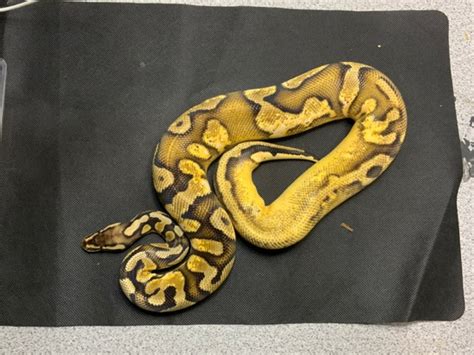 2021 Citrus Pastel Or Pastel Vesper Calico Yellow Belly Shipping