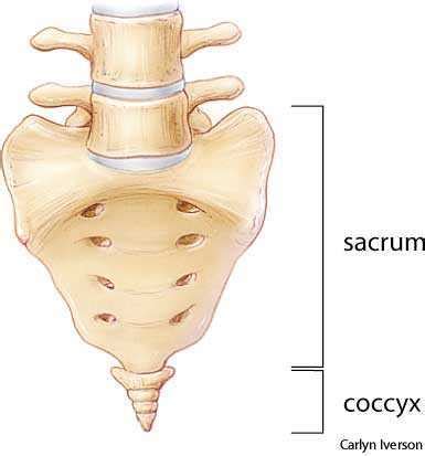 Coccyx Dictionary Definition Coccyx Defined