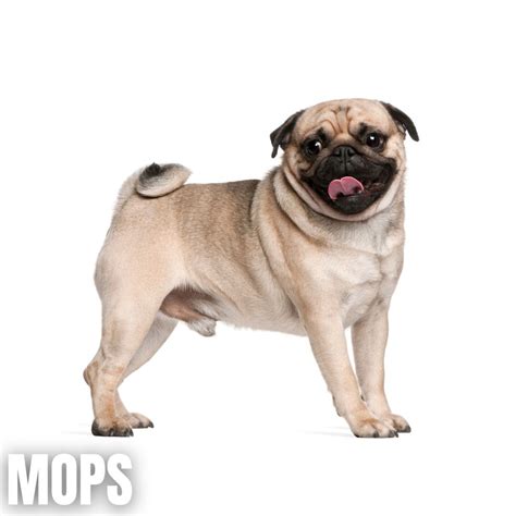 Mops Hunderasse Charakter Erziehung And Pflege