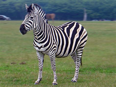 Zebra Wallpaper X
