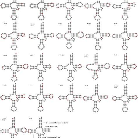 Codon Usage At Codons For Glutamine And Glutamic Acid Download Table