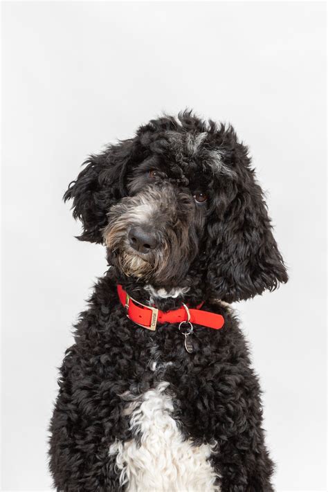 Why Grassflap Commercial Lawn Equipment