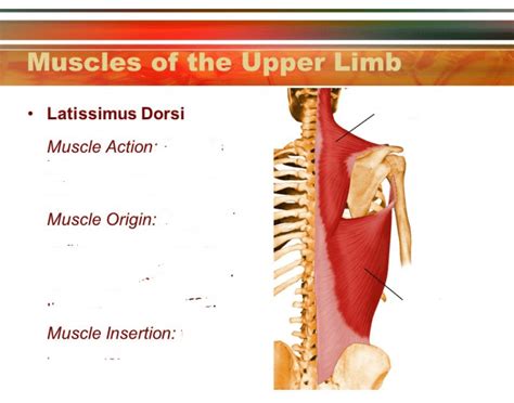 Latissimus Dorsi Quiz