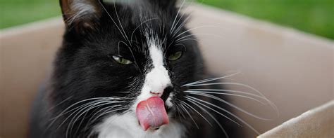 150 Tuxedo Cat Names For Your Truly Dapper Kitty