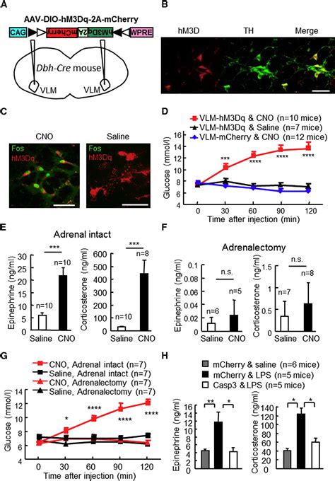A Central Catecholaminergic Circuit Controls Blood Glucose Levels During Stress Neuron