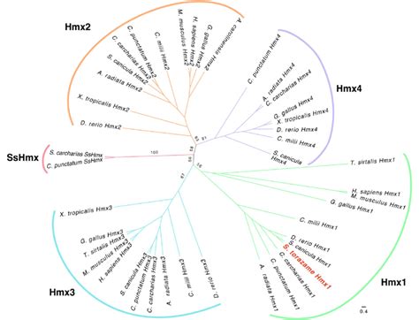 Molecular Phylogenetic Tree For Shark Hmx Genes The Tree Was Download Scientific Diagram