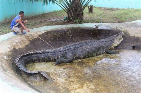 🔥 Lolong Largest Saltwater Crocodile Ever Caught R Natureisfuckinglit