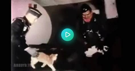 Cats In Zero Gravity  On Imgur