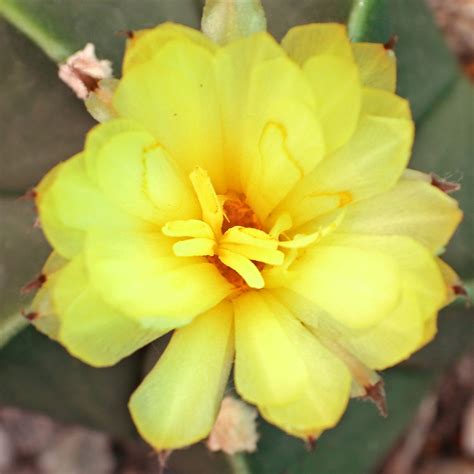 Astrophytum Myriostigma Var Nudum Limited Mcg™