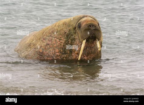 A Walrus Odobenus Rosmarus Rosmarus With A Broken Tusk Emerges From
