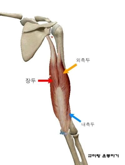해부학 상완의 근brachial Muscles 네이버 블로그