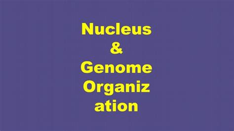 Nucleus Genome Organization In Plants Pptx