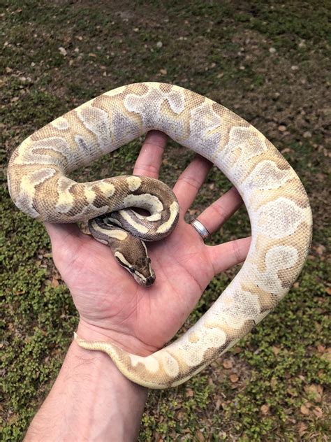 Mckenzie Ball Python Traits Morphpedia